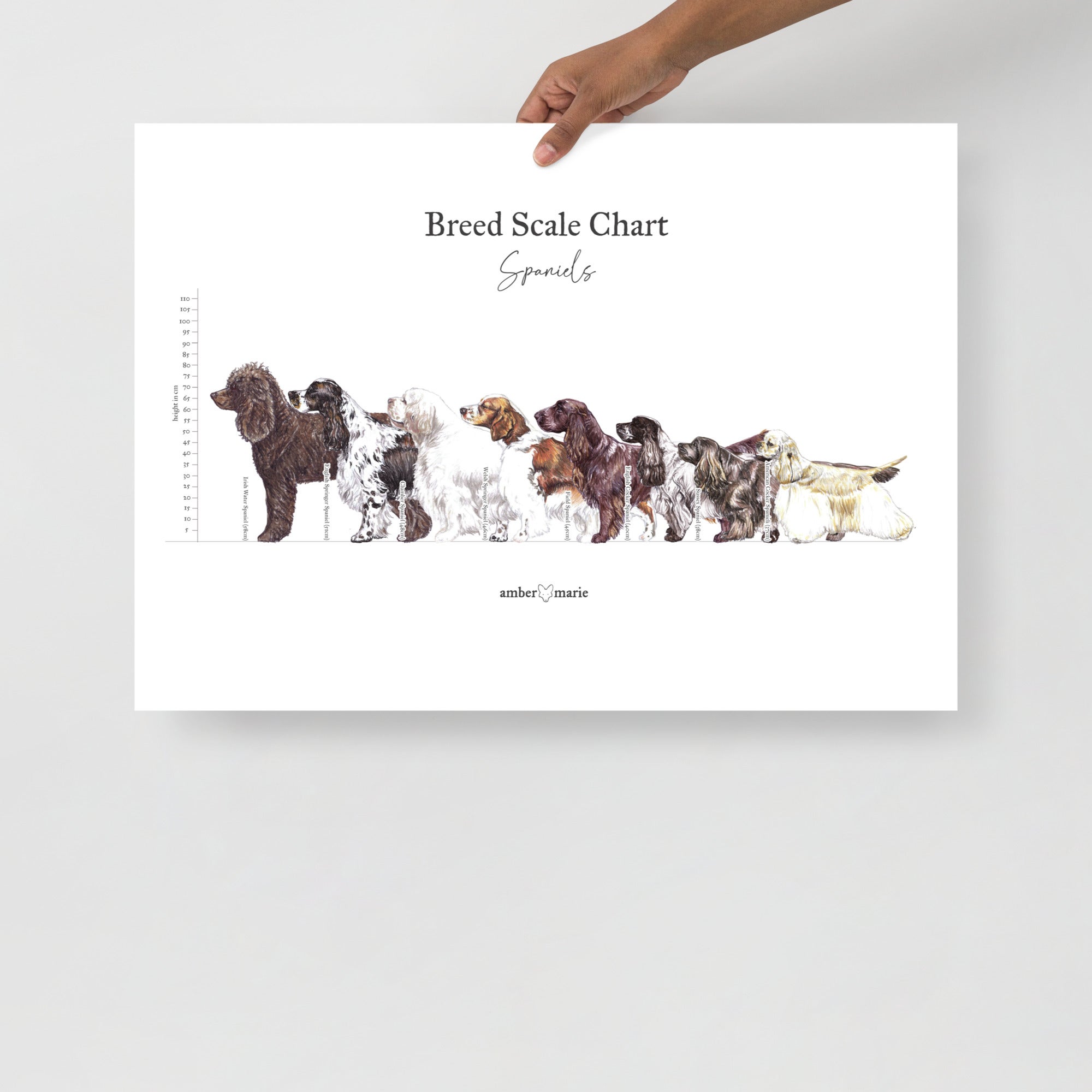Breed Scale Chart - Spaniels Poster | Amber Marie Studio