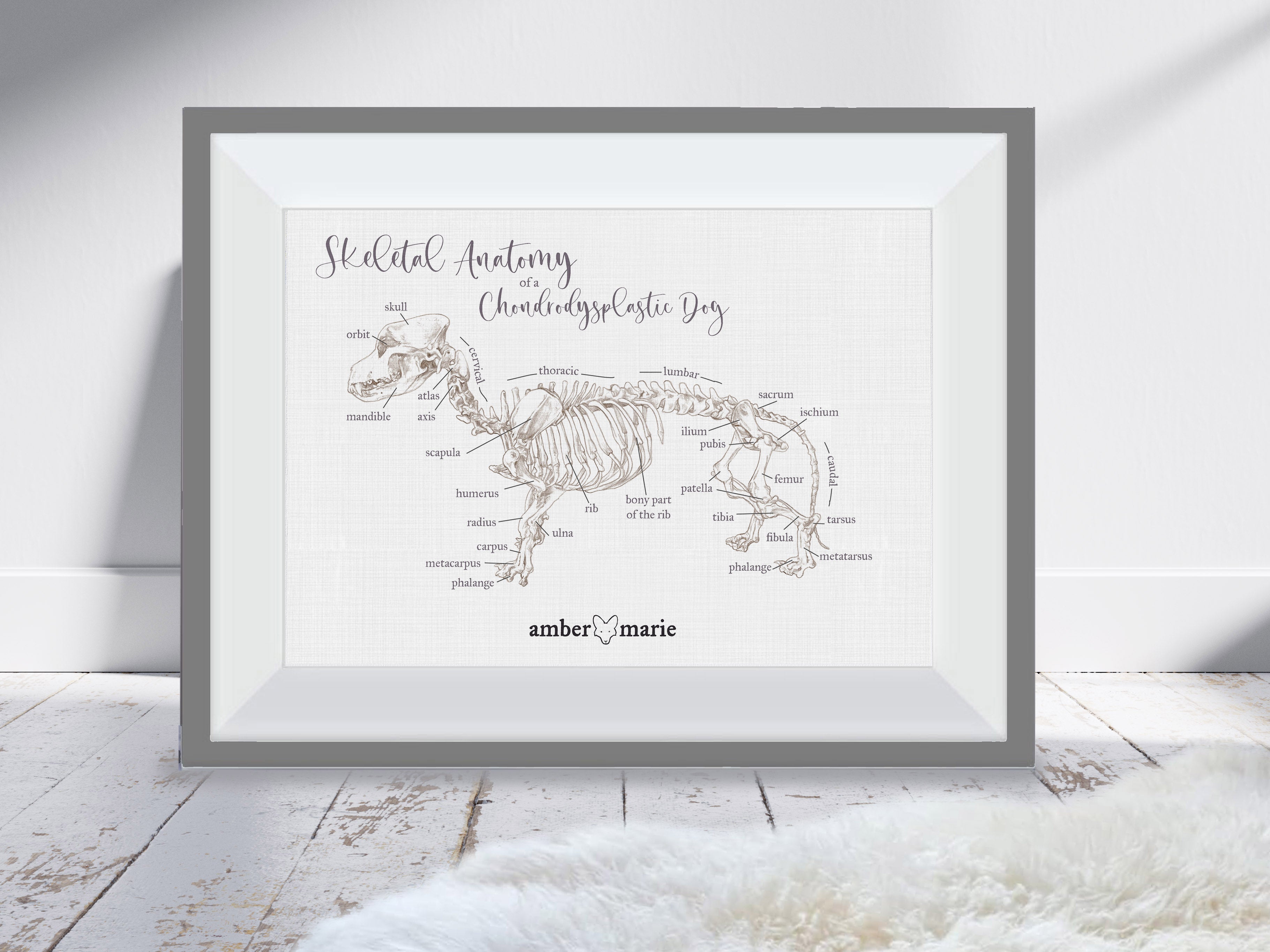 The Skeletal Anatomy of a Chondroplastic Dog - Dog Anatomy Decorative ...