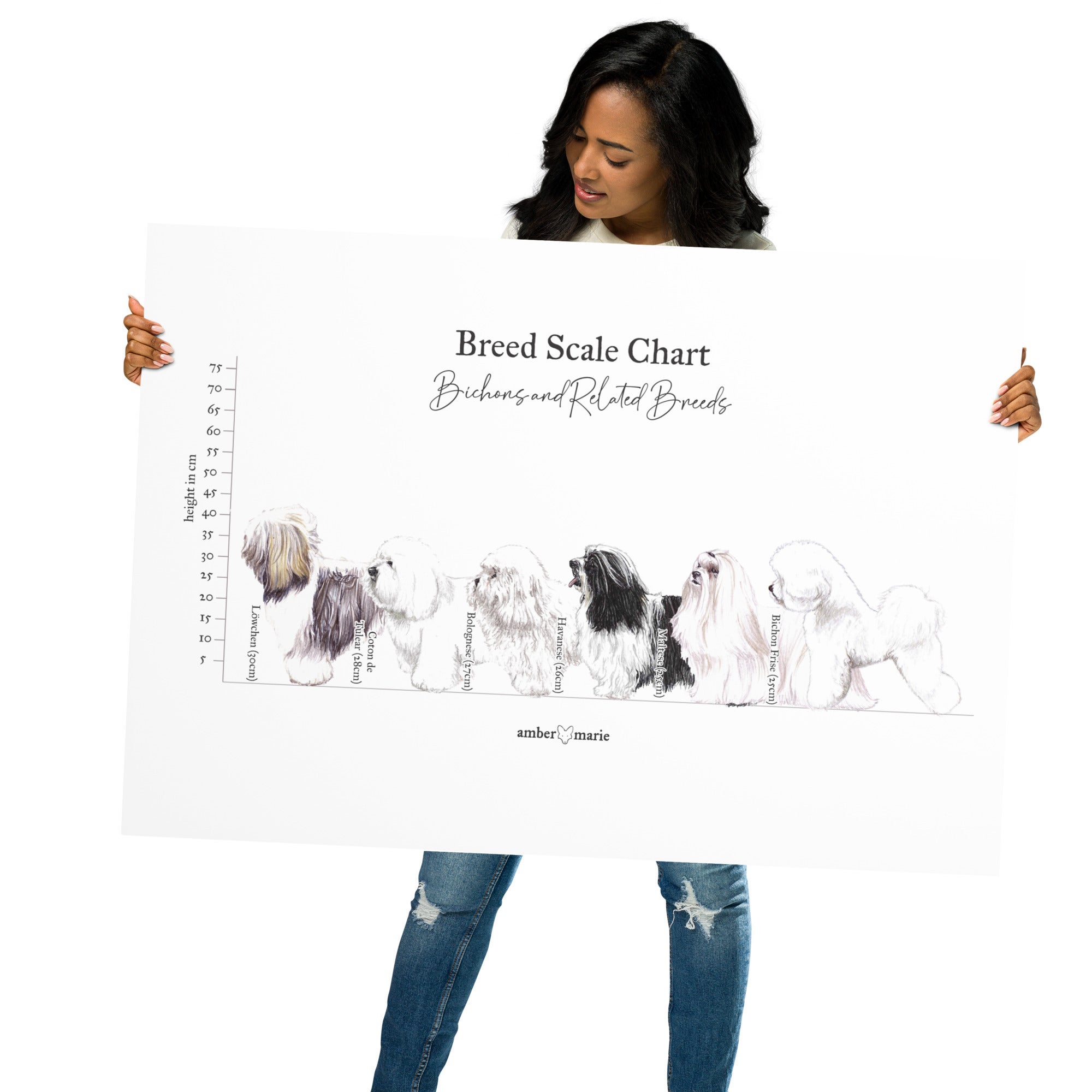 Breed Scale Chart - Bichons and Related Breeds - Poster | Amber Marie ...